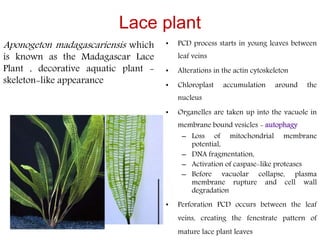 Programmed cell death (pcd) in plants | PPTX