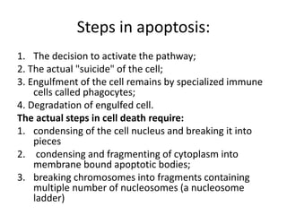 Programmed cell death (pcd) in plants | PPTX