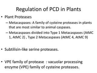 Programmed cell death (pcd) in plants | PPTX