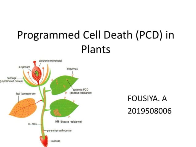 Programmed cell death (pcd) in plants | PPT