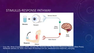 Program outcomes and learning outcomes | PPTX