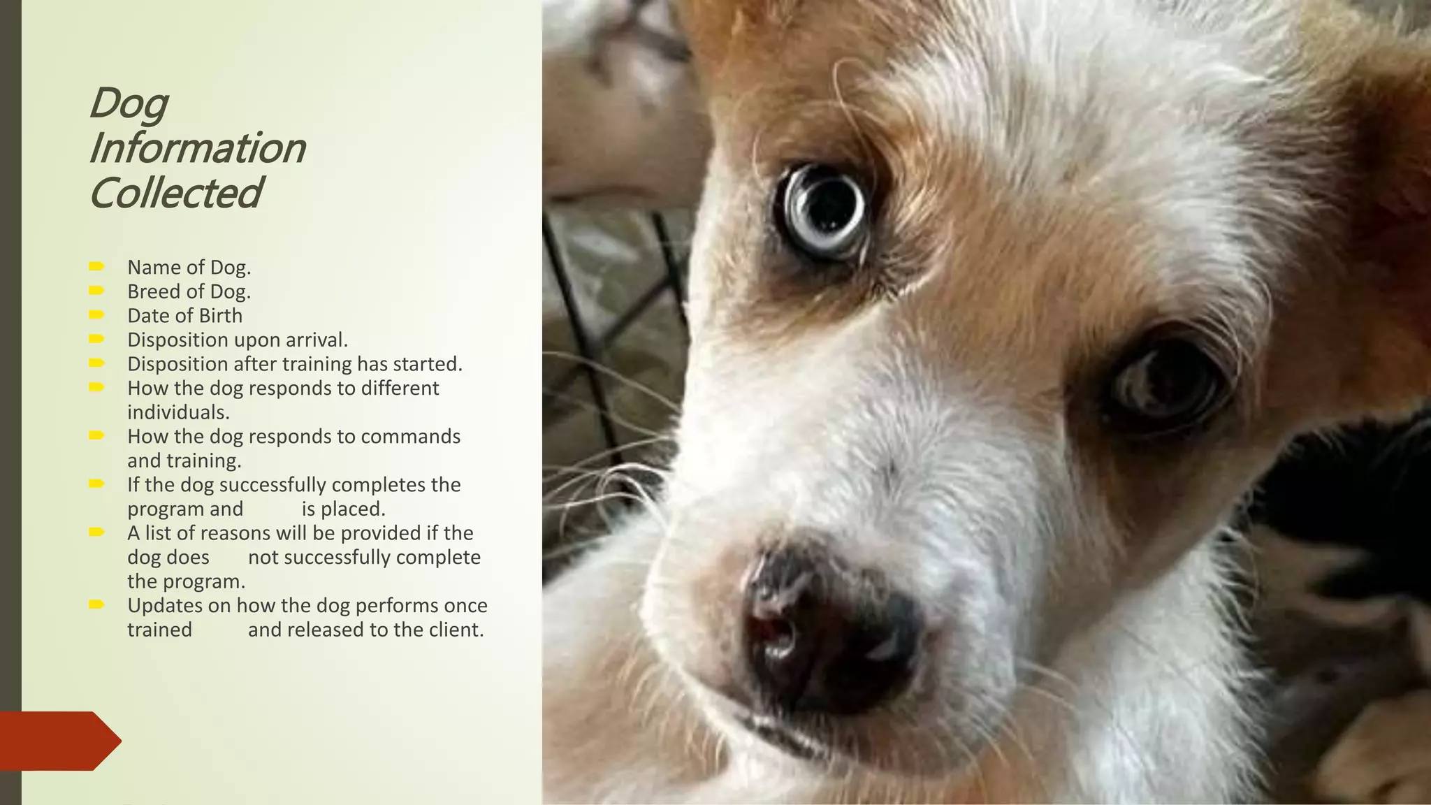 Program Proposal Presentation.pptx | Dogs | Pets