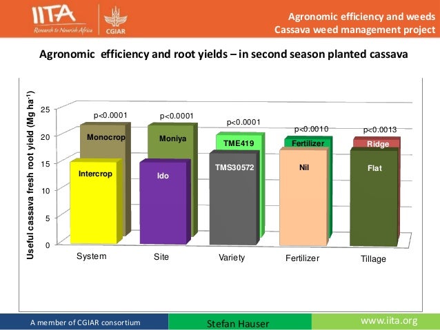 Increasing Cassava Productivity In The Context Of Sustainable Intensi