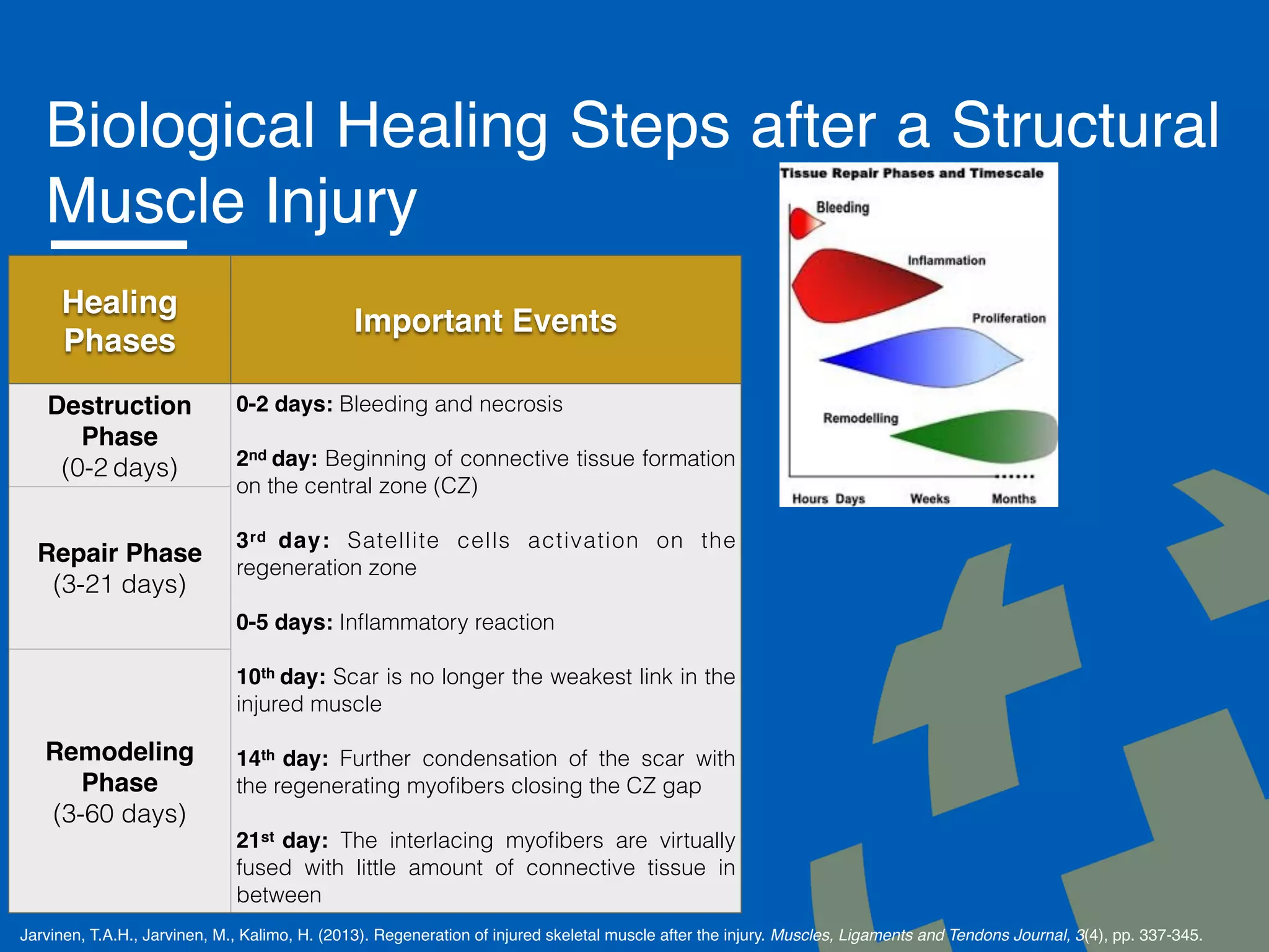 Progression criteria during a muscle injury rehabilitation in football ...