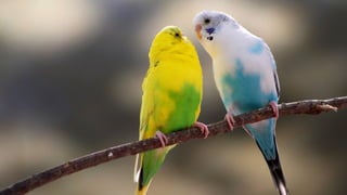 Progressive delivery at DevOps World | PPT