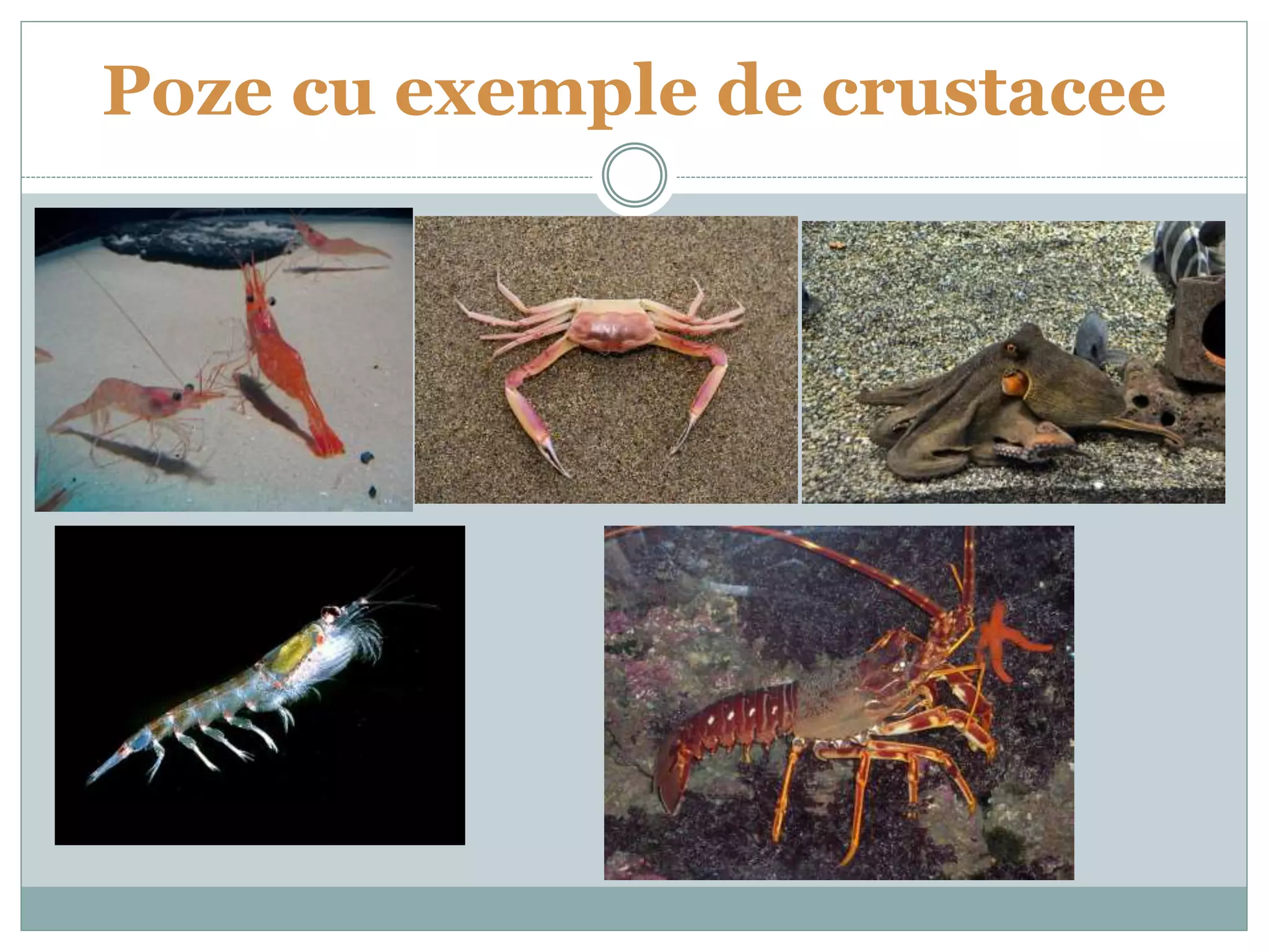 Proiect biologie-crustacee.pptx