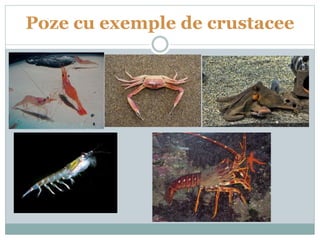 Proiect biologie-crustacee.pptx