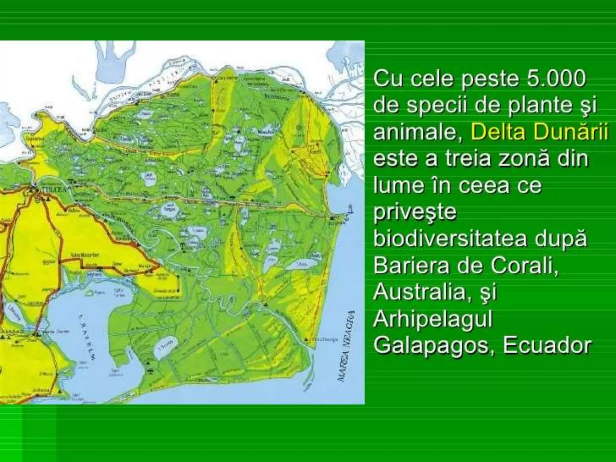 Proiect biologie delta dunarii | PPT