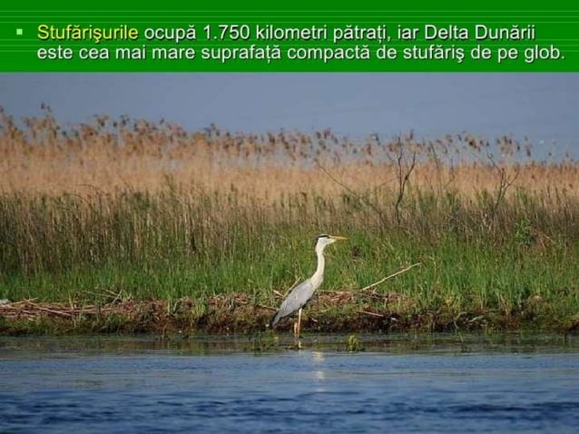 Proiect biologie delta dunarii | PPT