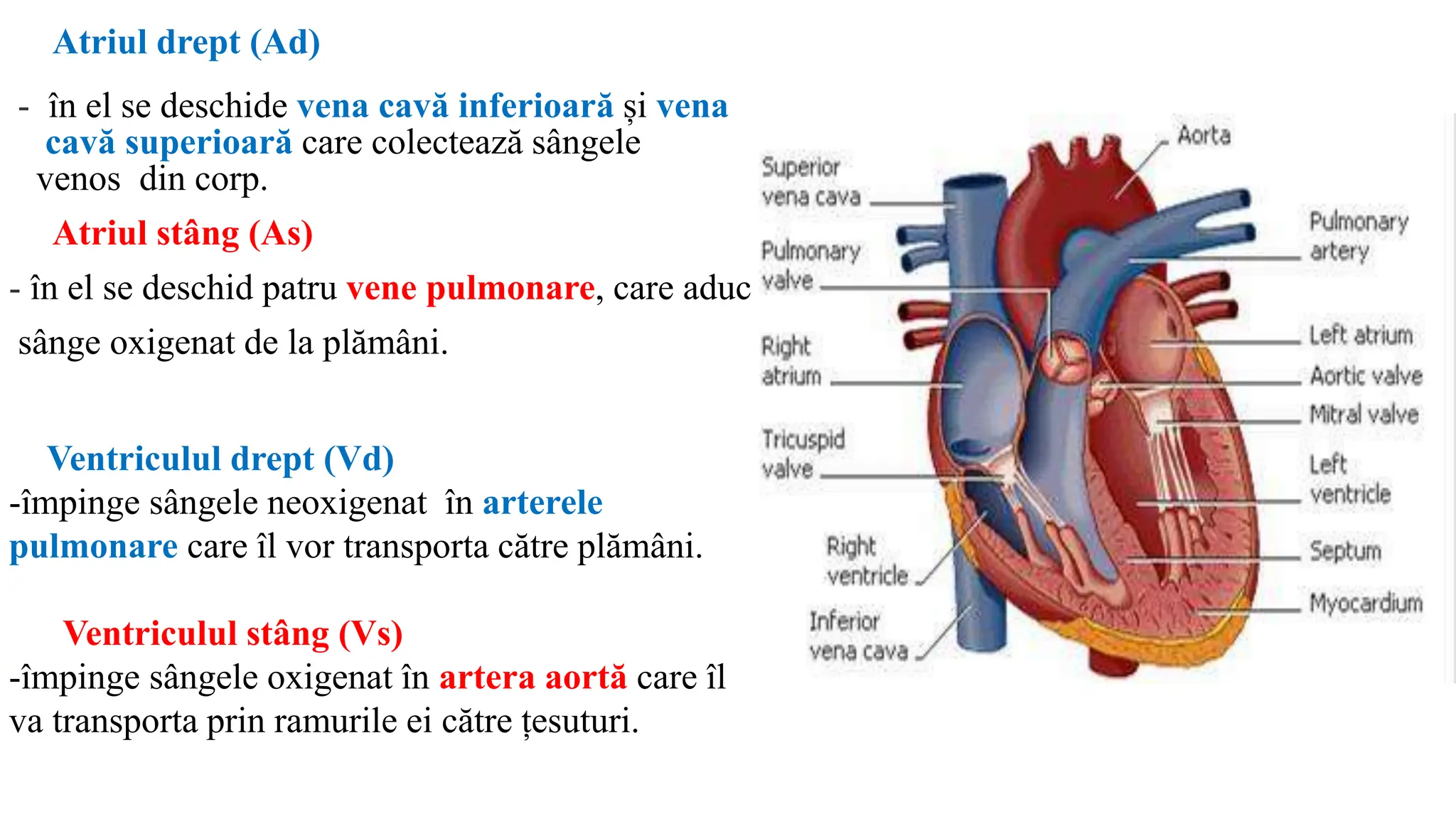 Proiect Biologie- Szilagyi Bernardo.pptx