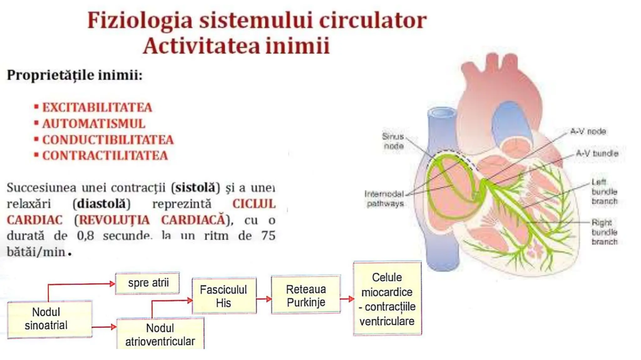 Proiect Biologie- Szilagyi Bernardo.pptx