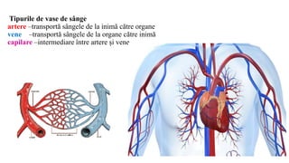 Proiect Biologie- Szilagyi Bernardo.pptx
