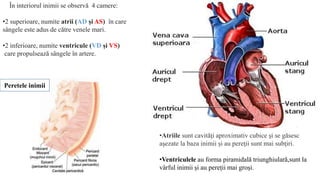 Proiect Biologie- Szilagyi Bernardo.pptx