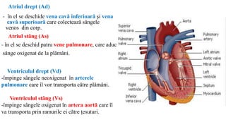 Proiect Biologie- Szilagyi Bernardo.pptx