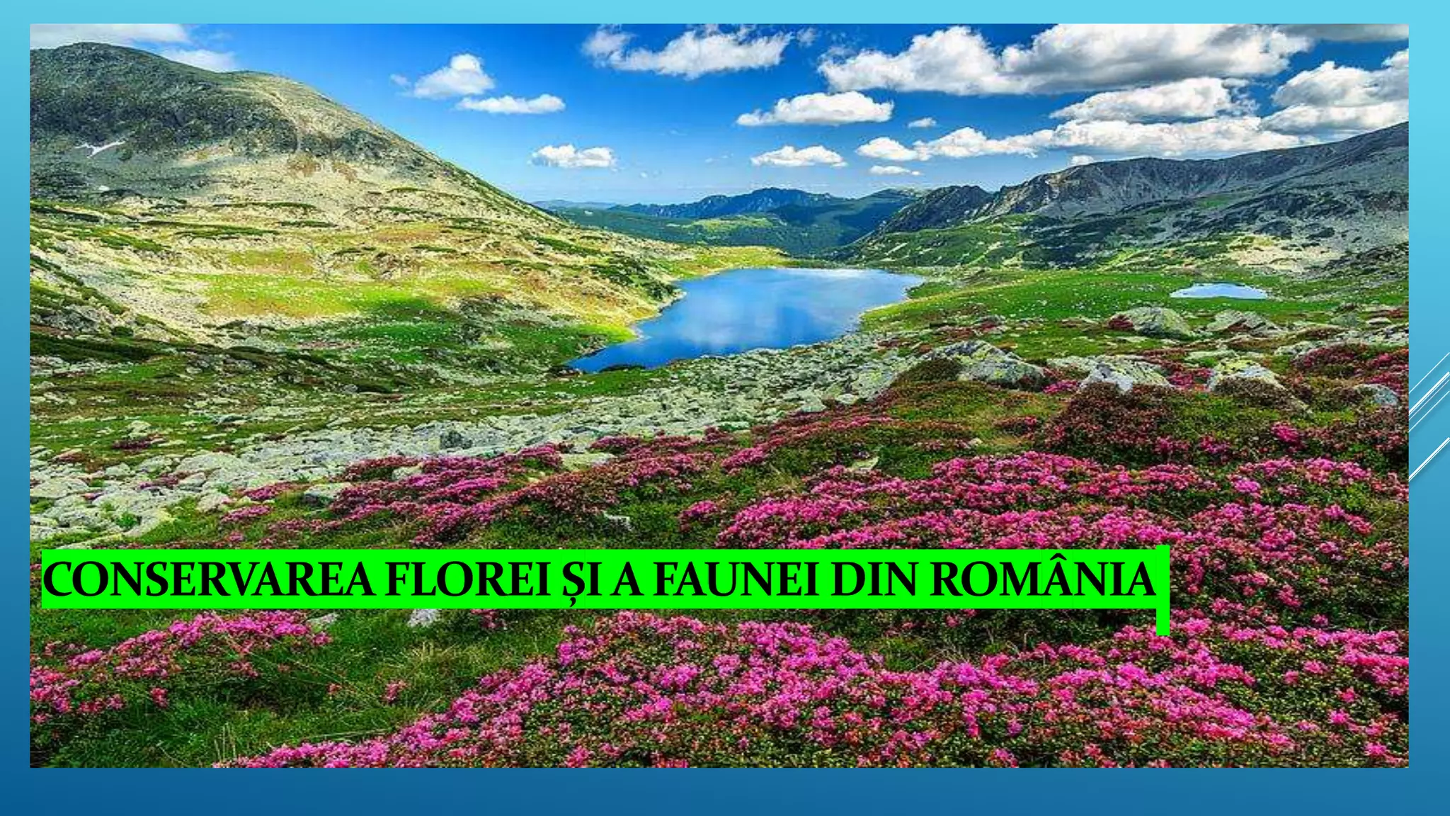 Proiect didactic. conservarea florei si a faunei. Programul educatie ...