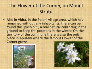 Vidra village in Alba | PPTX | Travel Locations | Travel