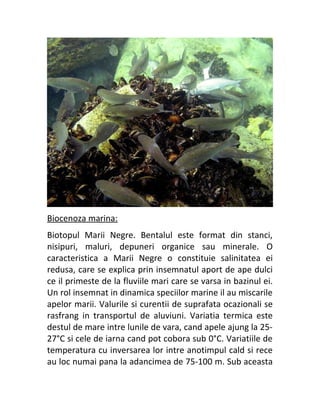 Ecosistemul Marii Negre | RTF