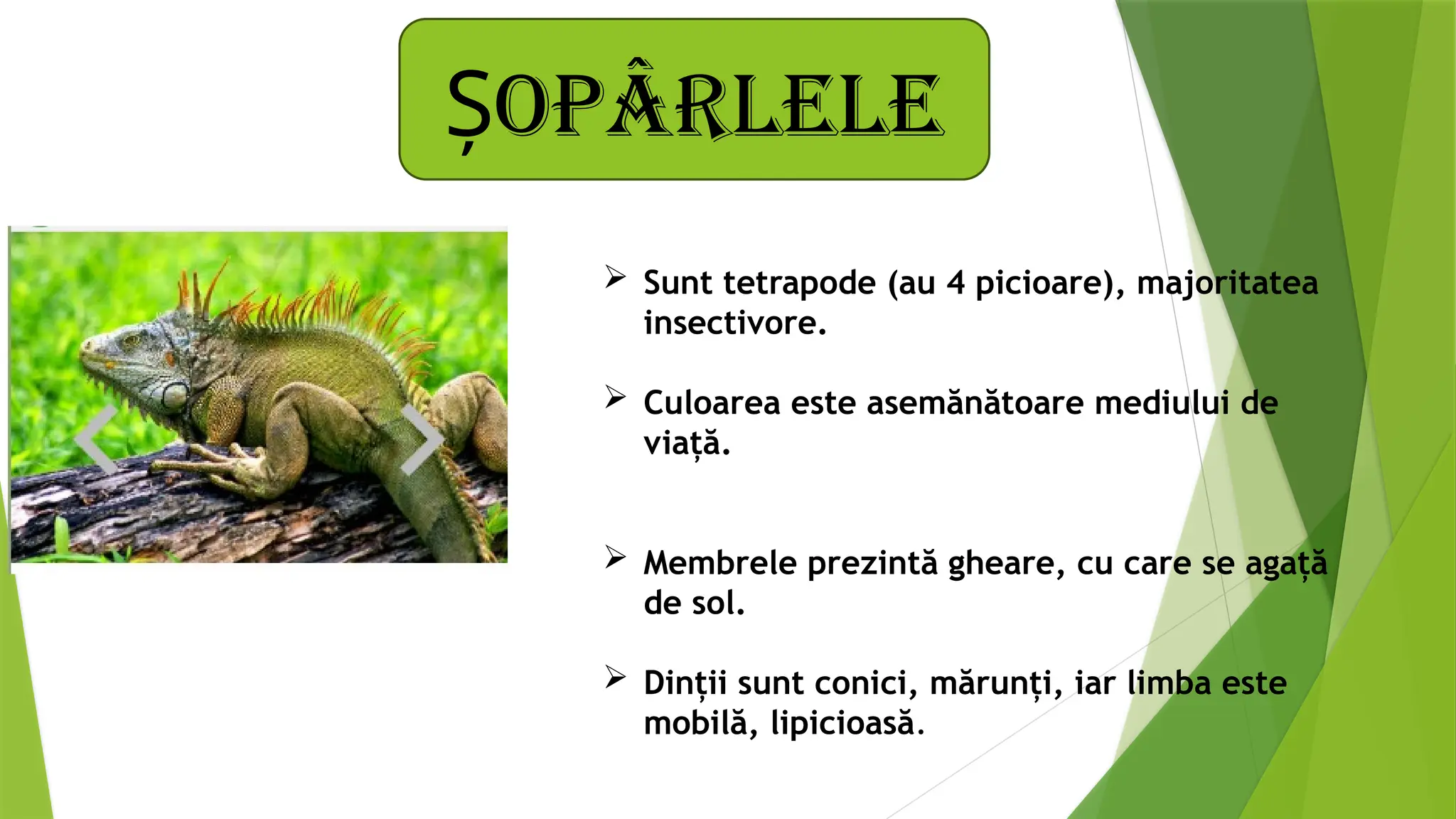 Proiect_Reptile, curiozitati, informatii.pptx