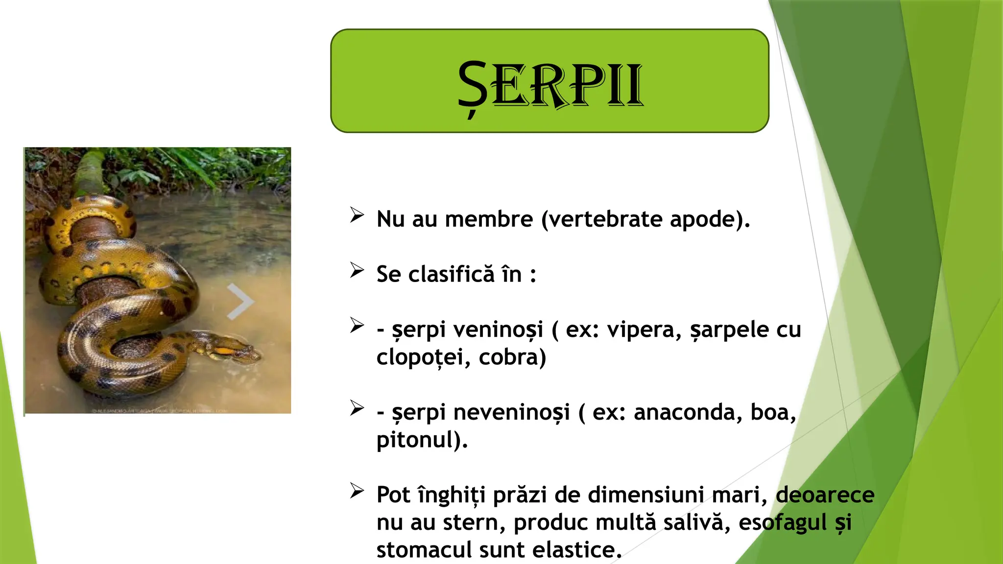 Proiect_Reptile, curiozitati, informatii.pptx