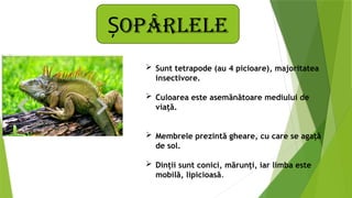 Proiect_Reptile, curiozitati, informatii.pptx