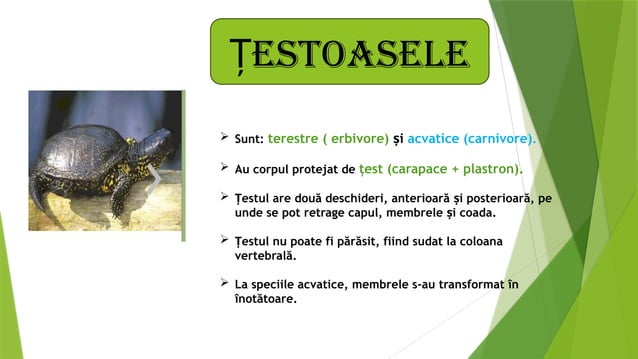 Proiect_Reptile, curiozitati, informatii.pptx