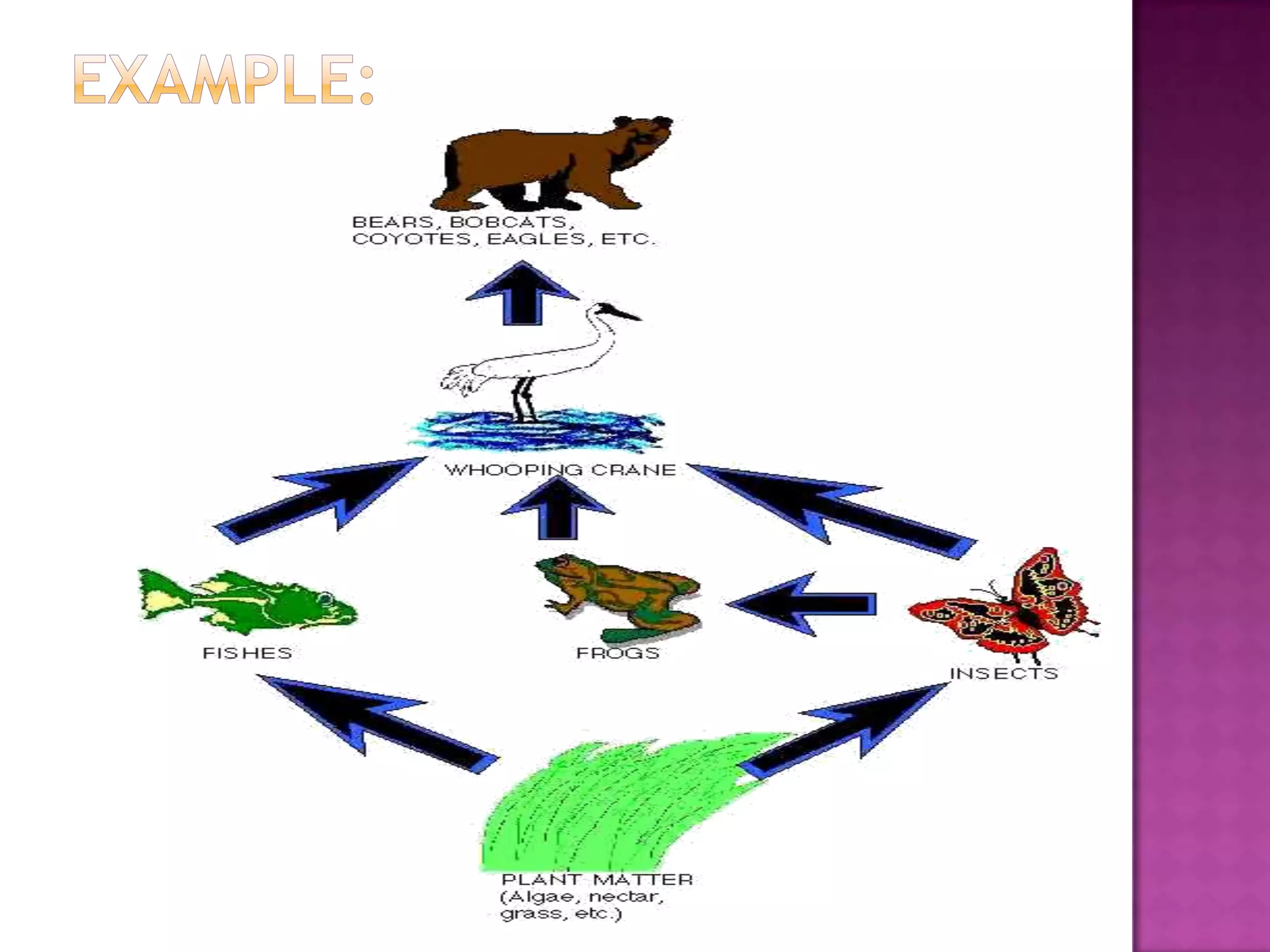 CHMSC Lab. School Science 6 - Food Web | PPTX | Reptiles | Pets