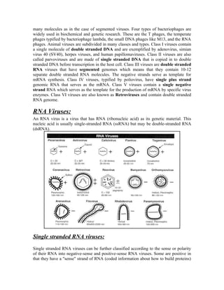 dna and rna Viruses | DOC