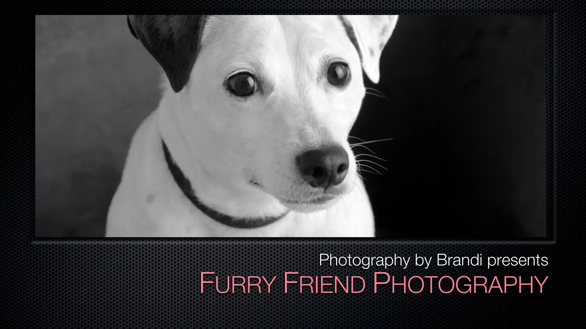 Furry Friends | PPT