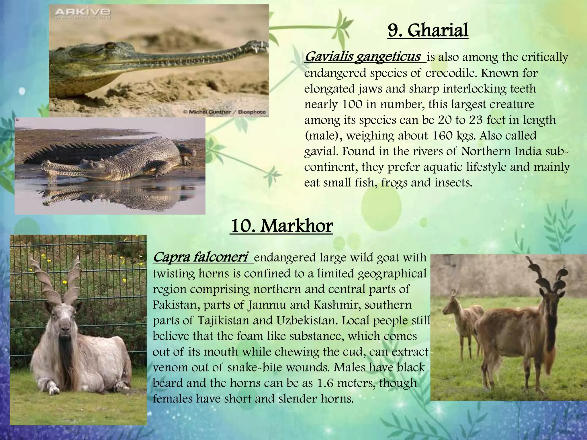 Endangered and Threatened Plants and Animals | PPTX