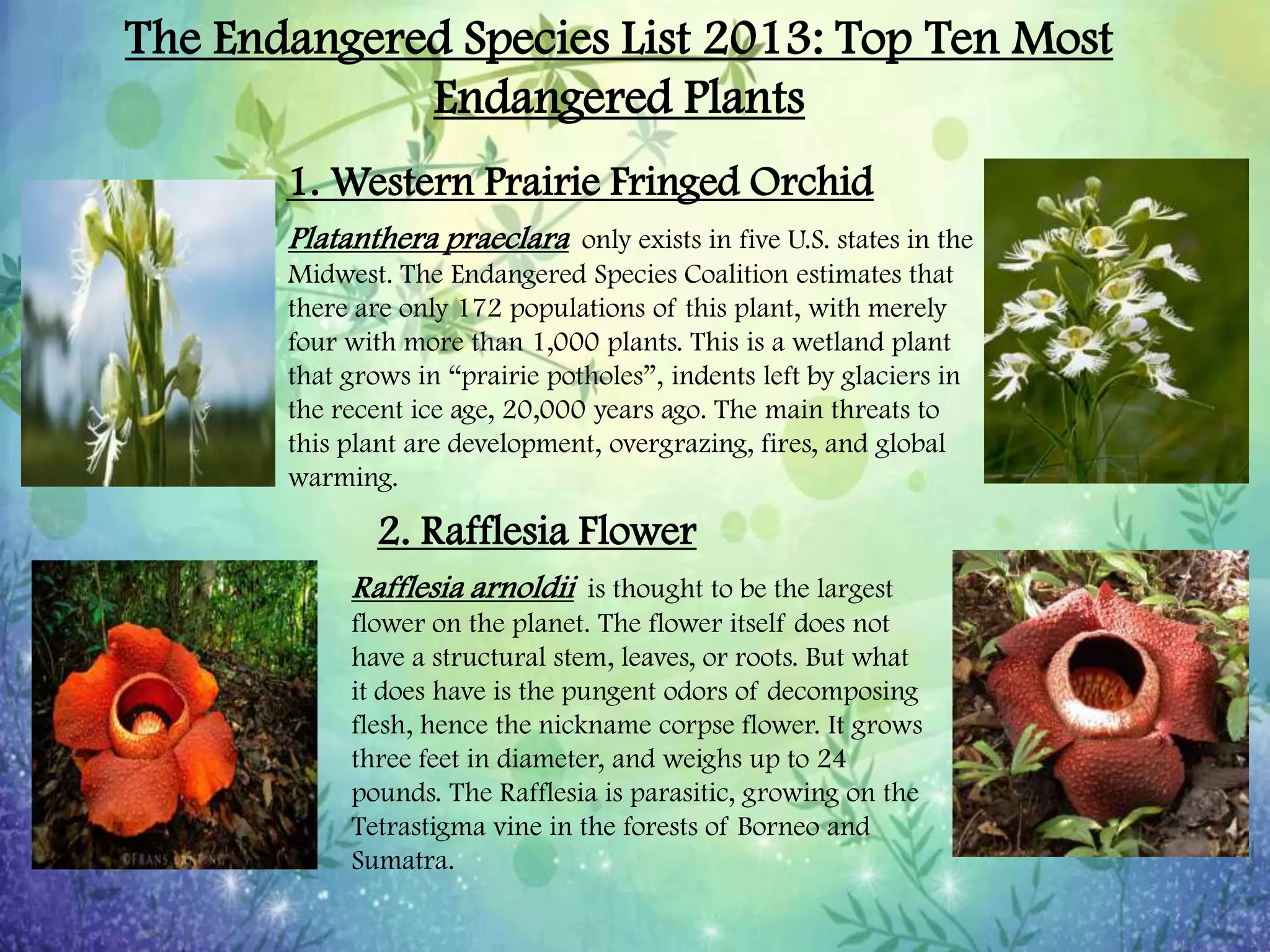 Endangered and Threatened Plants and Animals | PPTX