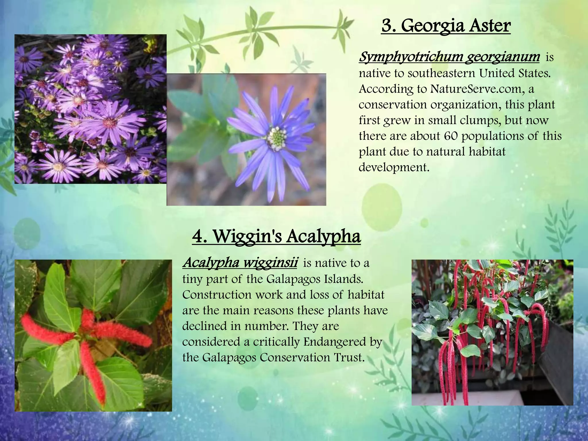 Endangered and Threatened Plants and Animals | PPTX