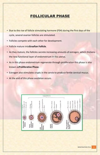 Menstrual Cycle | DOCX