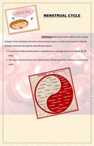 Menstrual Cycle | DOCX