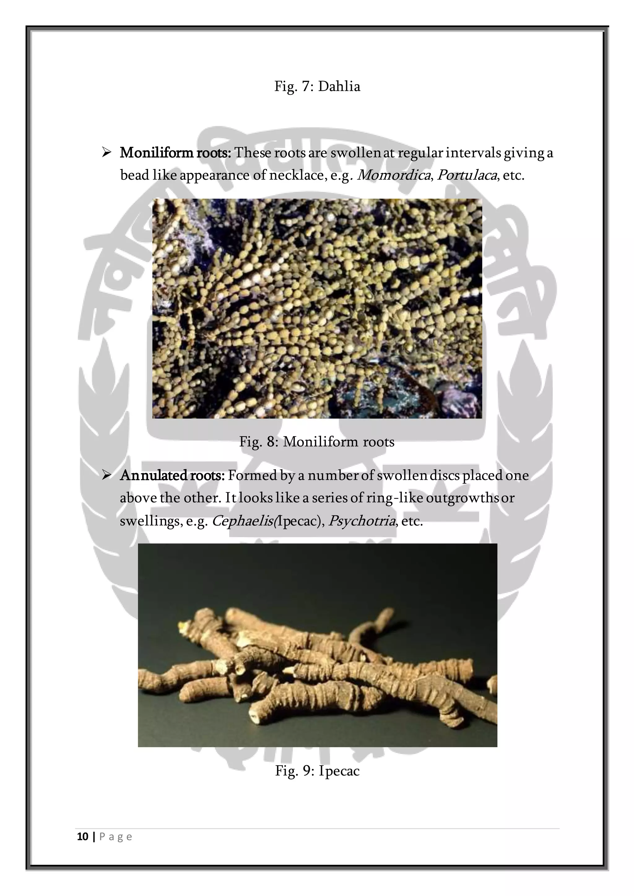 Project on Modification of roots | DOCX