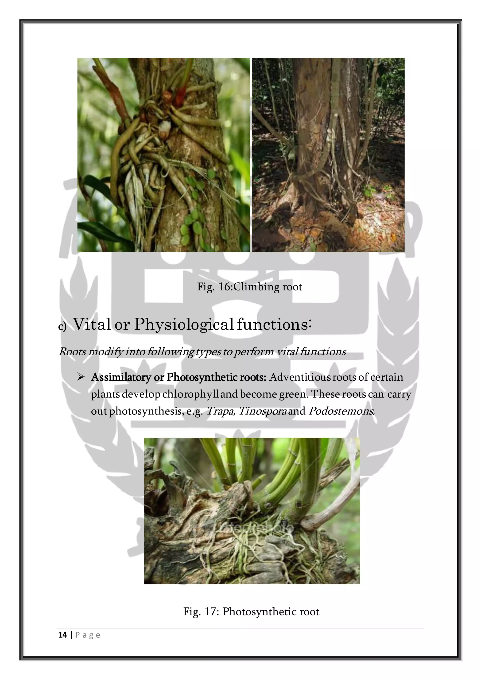 Project on Modification of roots | DOCX