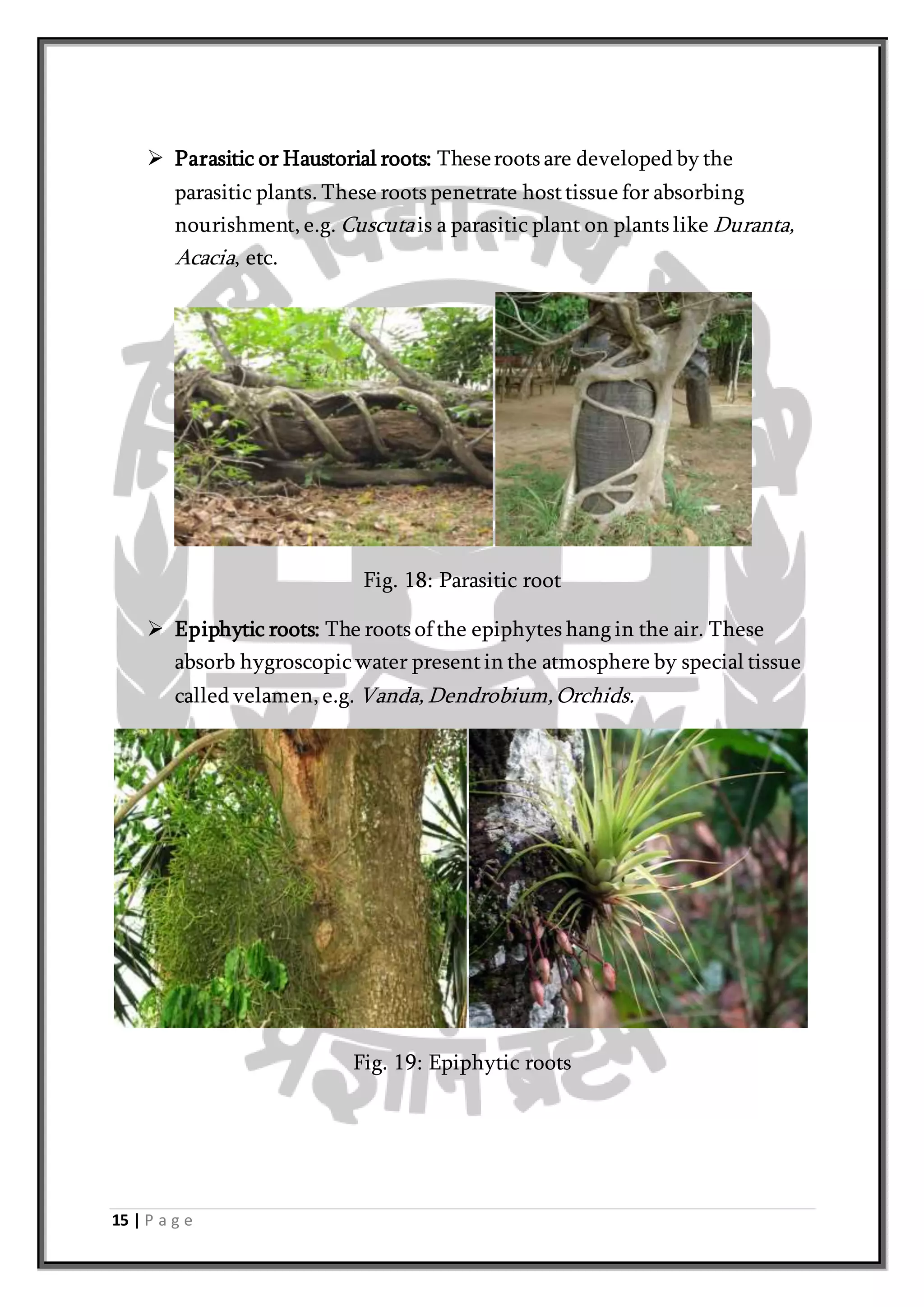 Project on Modification of roots | DOCX