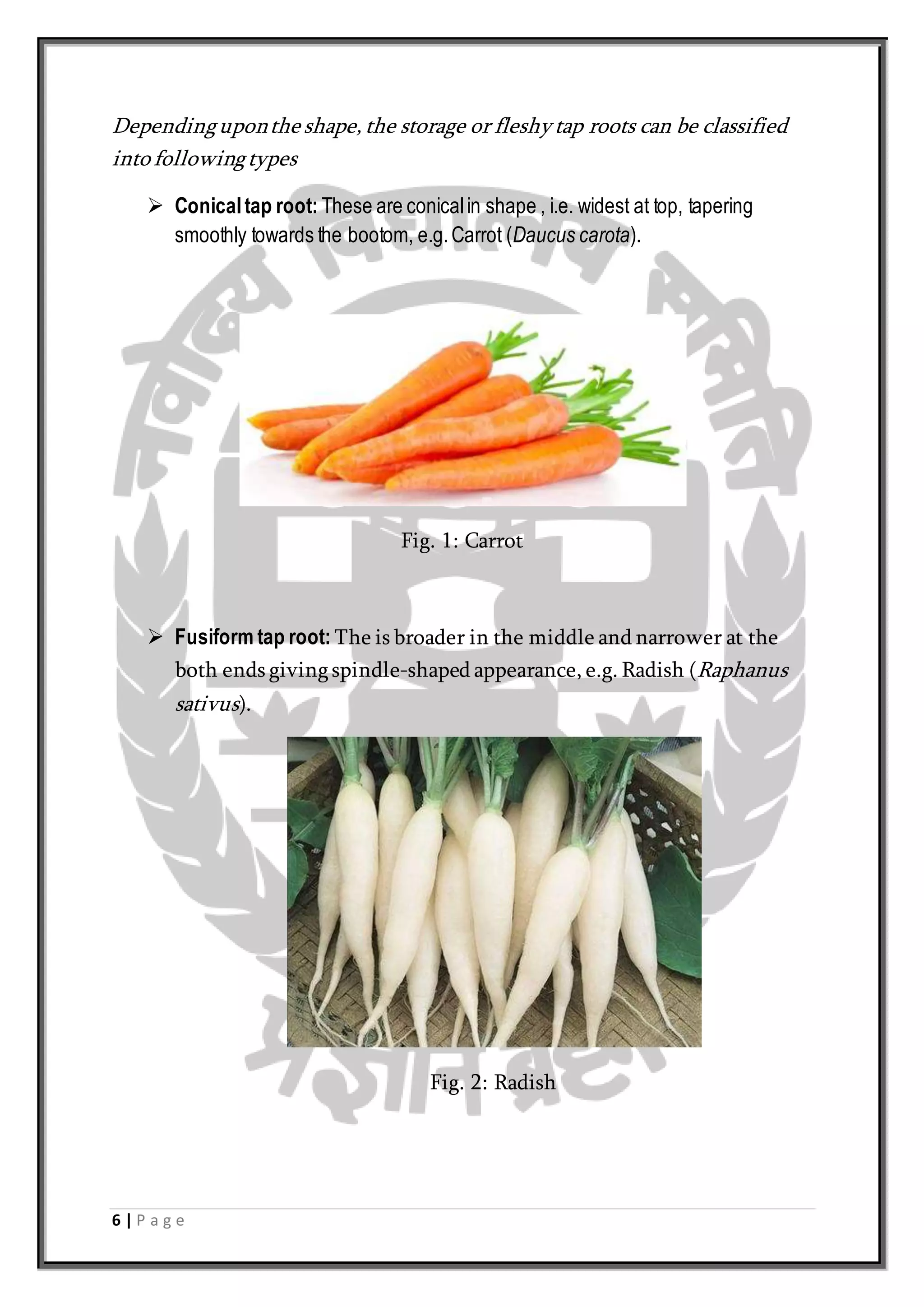 Project on Modification of roots | DOCX