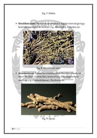 Project on Modification of roots | DOCX | Gardening | Home & Garden