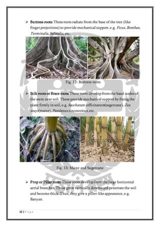 Project on Modification of roots | DOCX