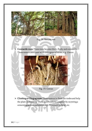 Project on Modification of roots | DOCX | Gardening | Home & Garden