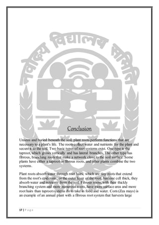 Project on Modification of roots | DOCX