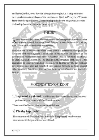 Project on Modification of roots | DOCX