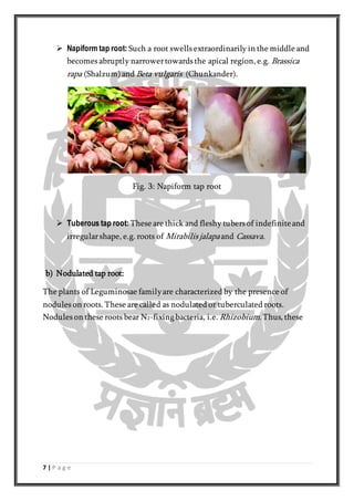 Project on Modification of roots | DOCX