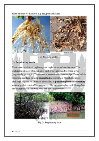 Project on Modification of roots | DOCX