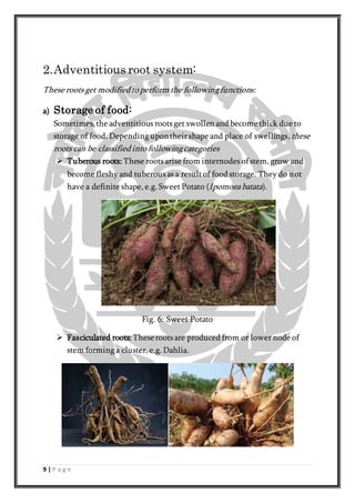 Modified Roots Examples