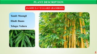 Green synthesis of Silver nanoparticle from plant extract | PPTX