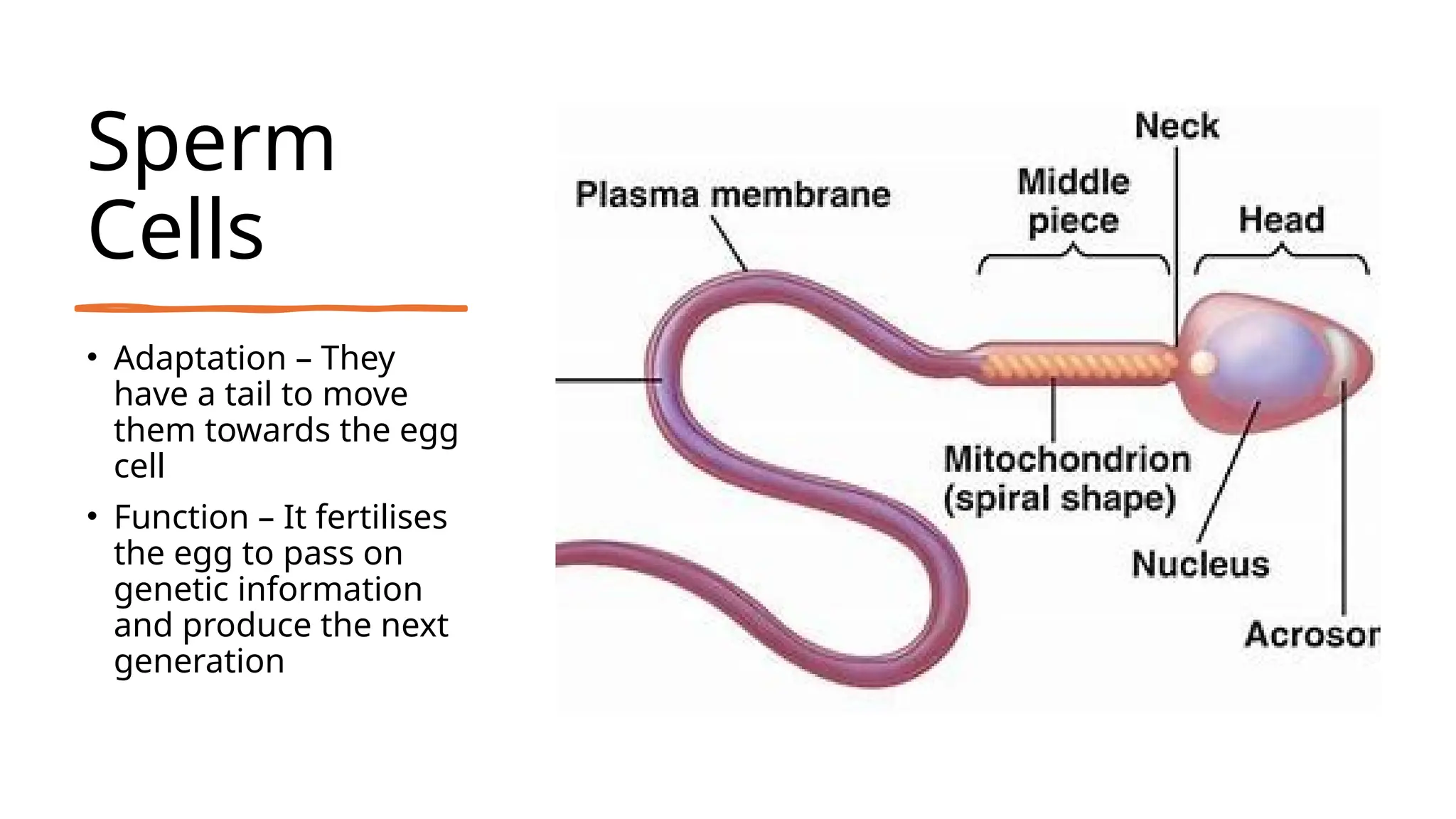 list of specialized somatic cells in human body .pptx