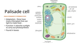 list of specialized somatic cells in human body .pptx