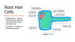 list of specialized somatic cells in human body .pptx