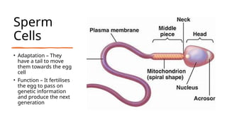 list of specialized somatic cells in human body .pptx
